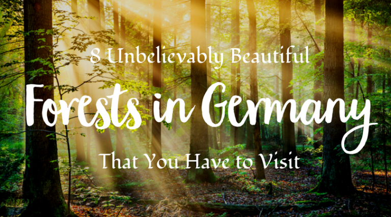 8 Most Beautiful Forests in Germany You Have to Visit