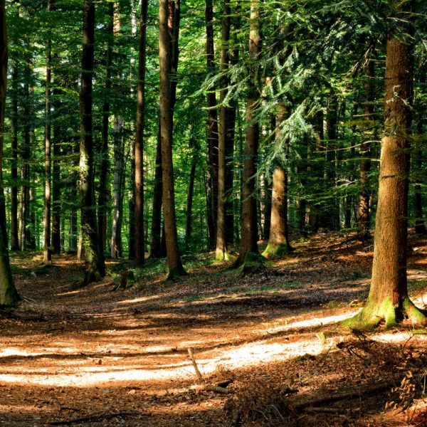 8 Most Beautiful Forests in Germany You Have to Visit